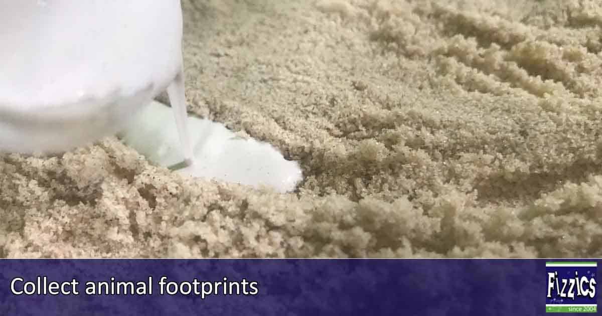Collect animal footprints : Fizzics Education