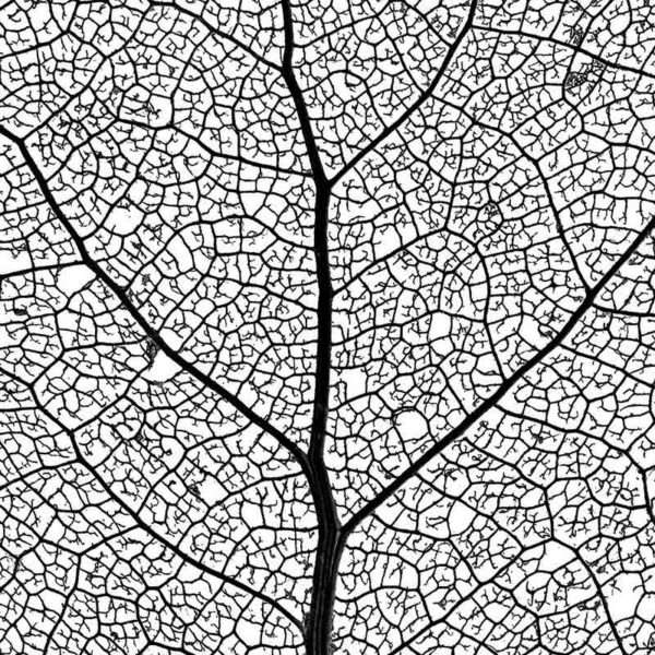 Botany Experiments : Fizzics Education