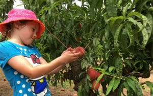 Science kids can learn whilst fruit picking : Fizzics Education