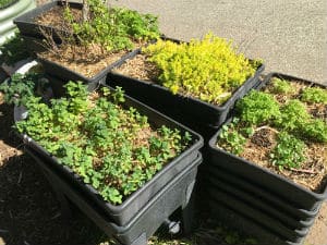 Lesson ideas to use in your school garden for STEM : Fizzics Education