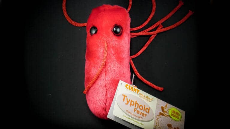Giant Typhoid Fever Plush Toy : Fizzics Education