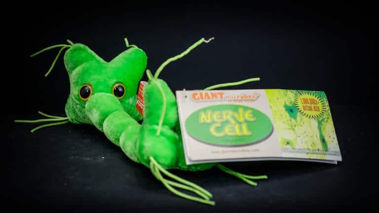 Giant Nerve Plush Toy : Fizzics Education