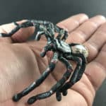Huntsman spider replica : Fizzics Education