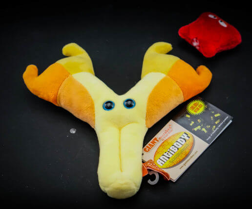 Giant Antibody (Immunoglobulin) Toy : Fizzics Education