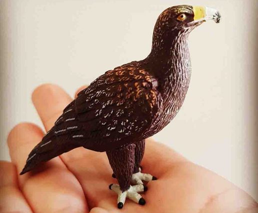 Wedge-tailed eagle replica : Fizzics Education