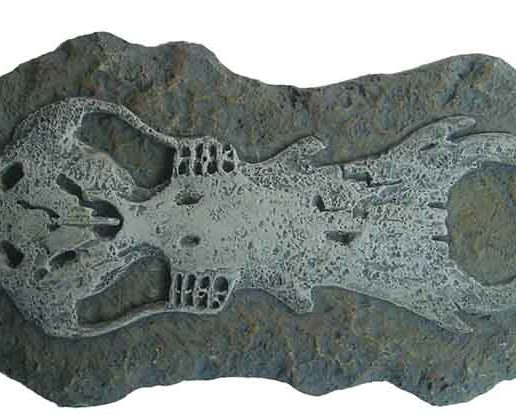 Australian Fossil Find : Fizzics Education