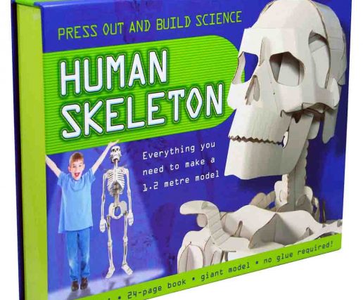 Press Out And Build – Human Skeleton : Fizzics Education