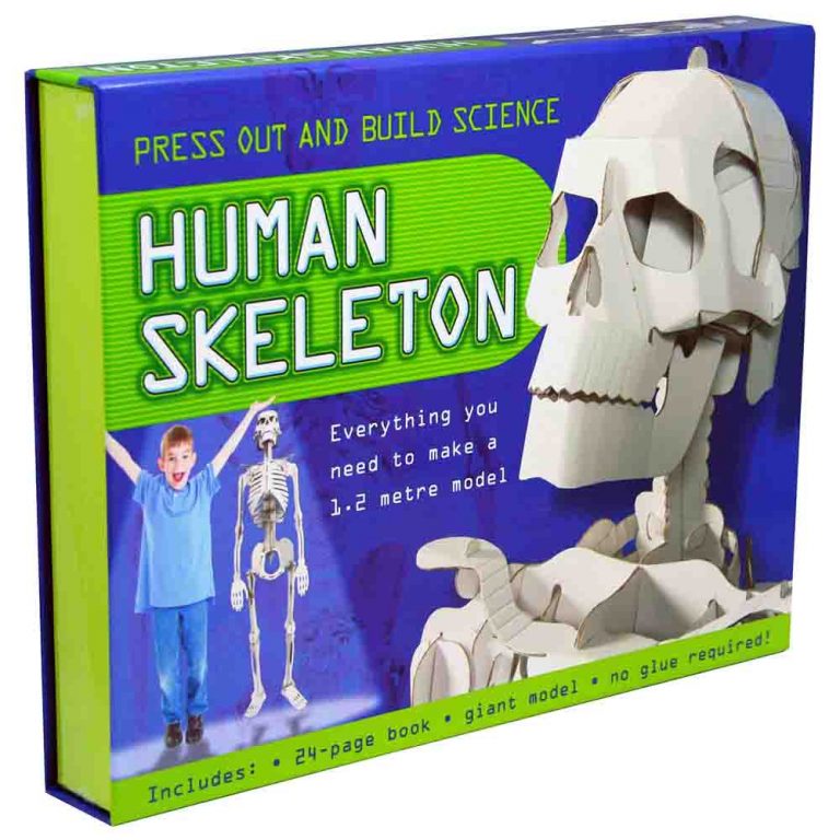 Press Out And Build – Human Skeleton : Fizzics Education