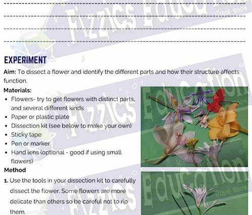 Flower Dissection Student Activity Sheets (5) : Fizzics Education