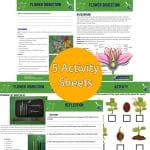 Flower Dissection Student Activity Sheets (5) : Fizzics Education
